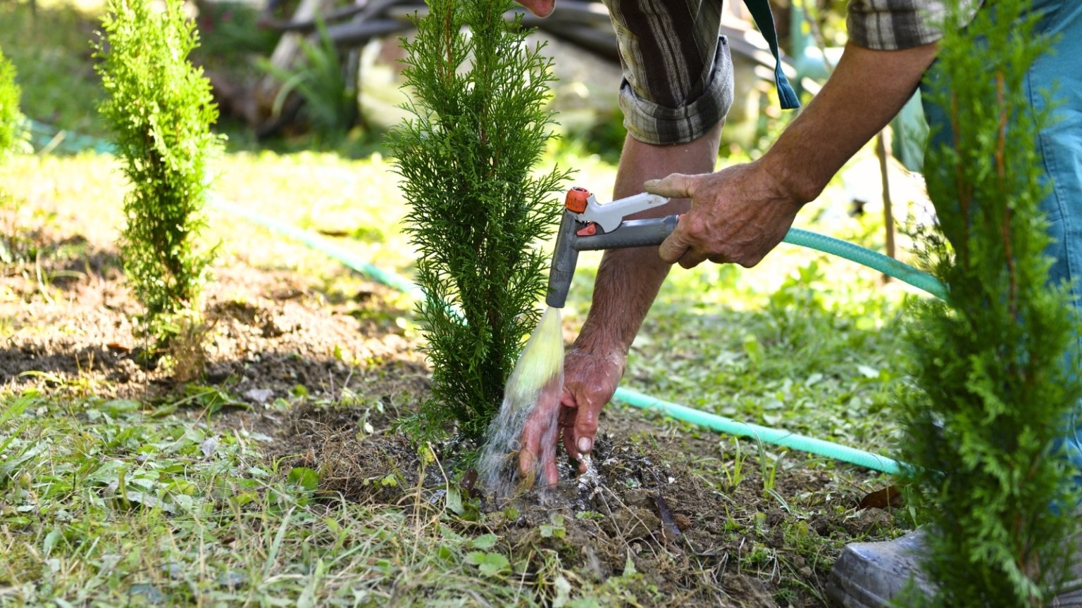 When and How Much to Water Newly-Planted Trees: 5 Watering Tips