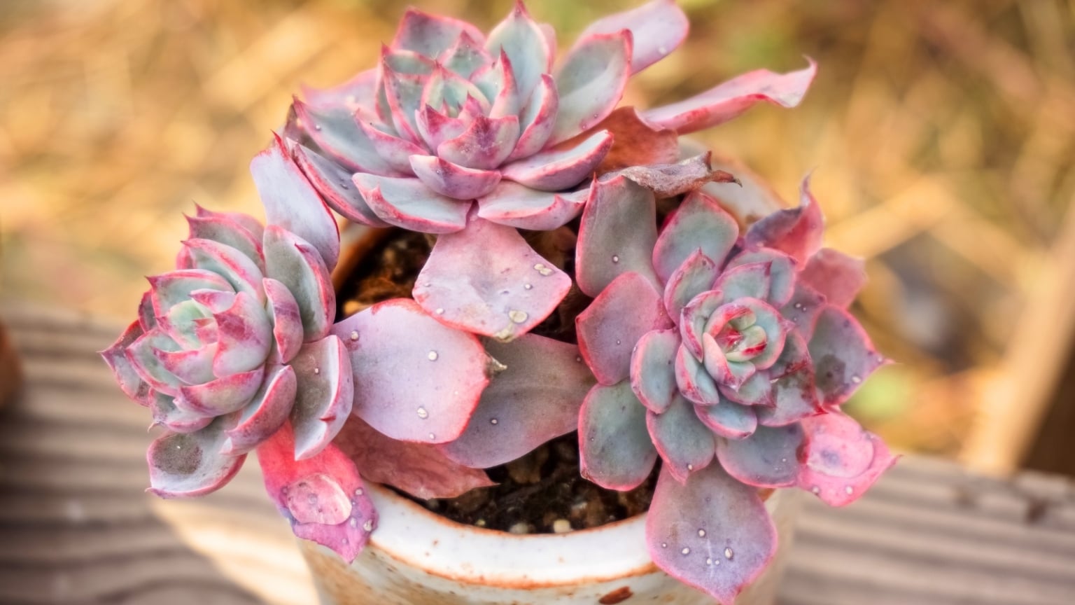 13 Flower-Shaped Succulents for Your Indoor Displays