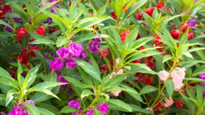 How to Plant, Grow, and Care for Garden Balsam
