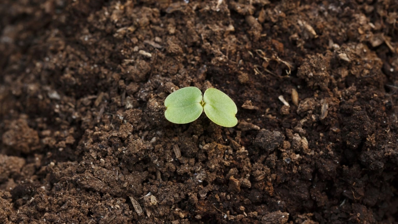 How to Plant, Grow, and Care for Garden Balsam