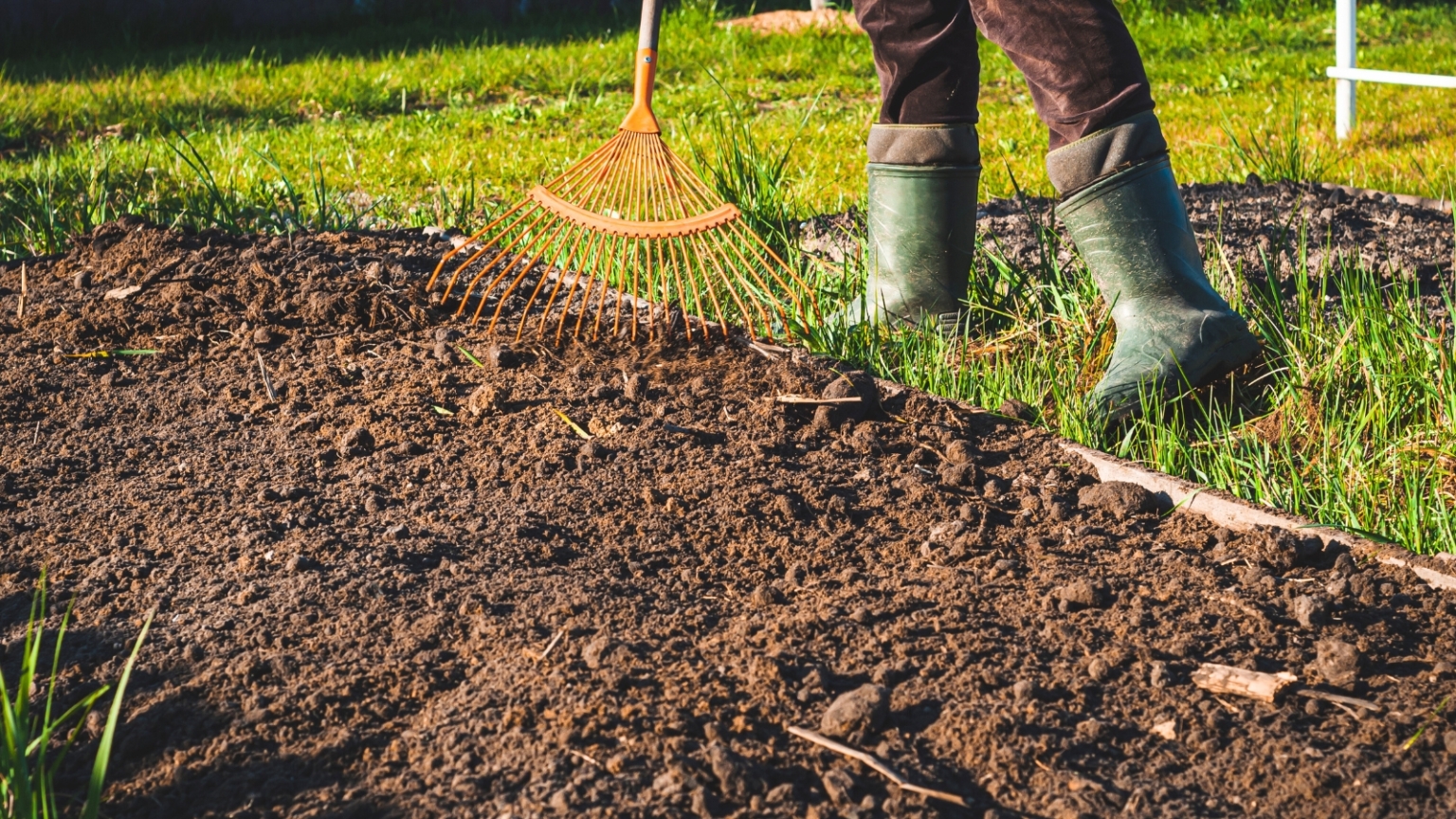 When and How to Soak Bare Root Roses