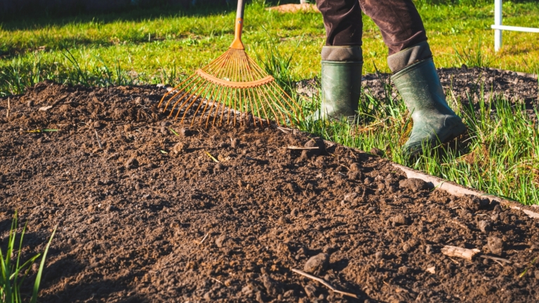 When and How to Soak Bare Root Roses