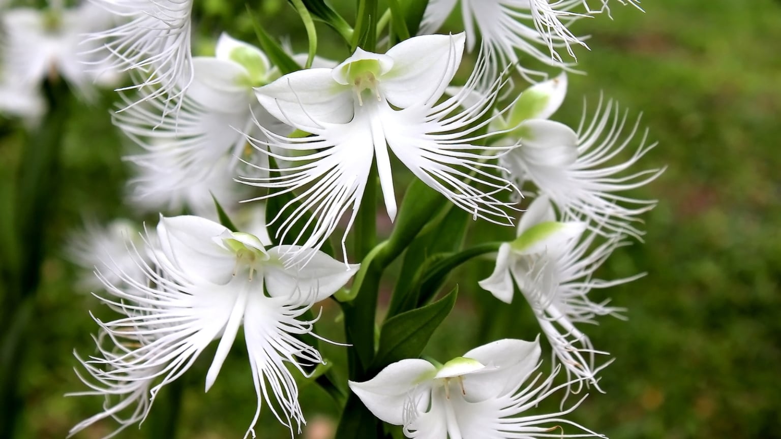 13 High-Maintenance Houseplants That Aren't Worth the Effort