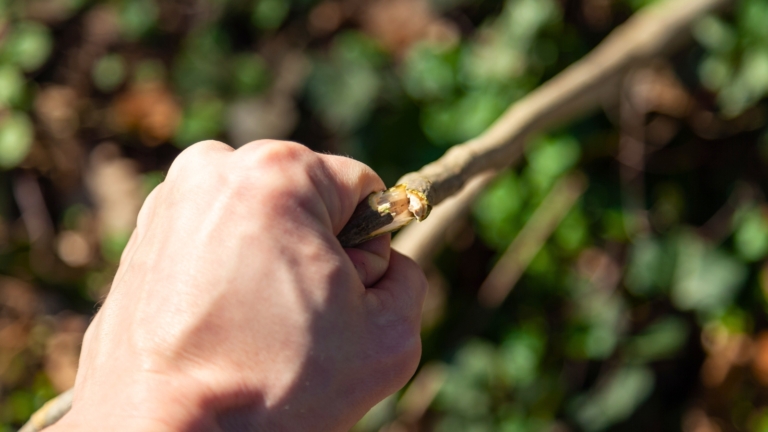 Are My Trees and Shrubs Dead or Dormant? 5 Ways to Tell