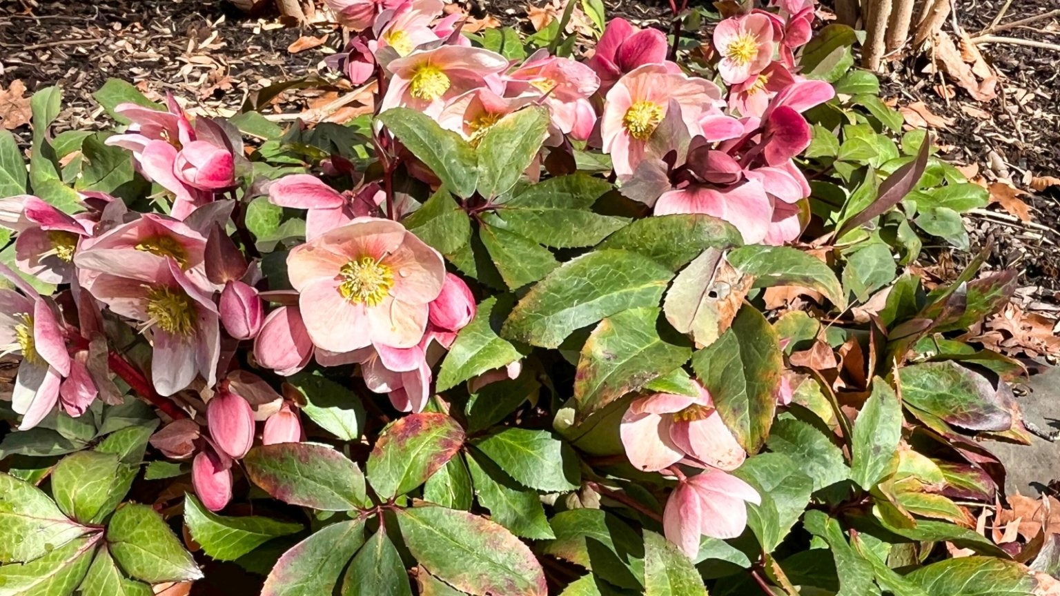 Why Are My Hellebore Leaves Turning Yellow and Brown?