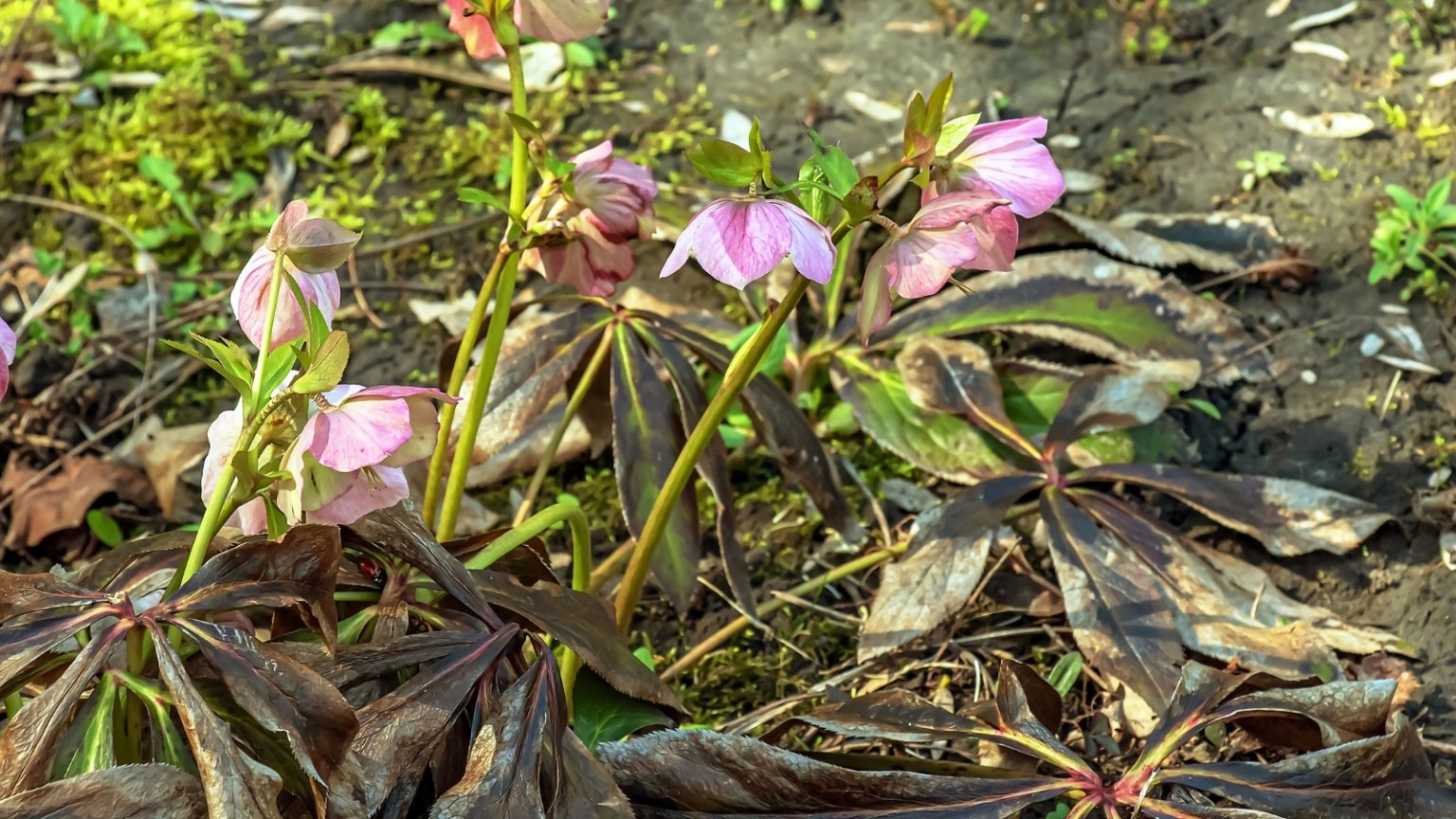 Why Are My Hellebore Leaves Turning Yellow and Brown?