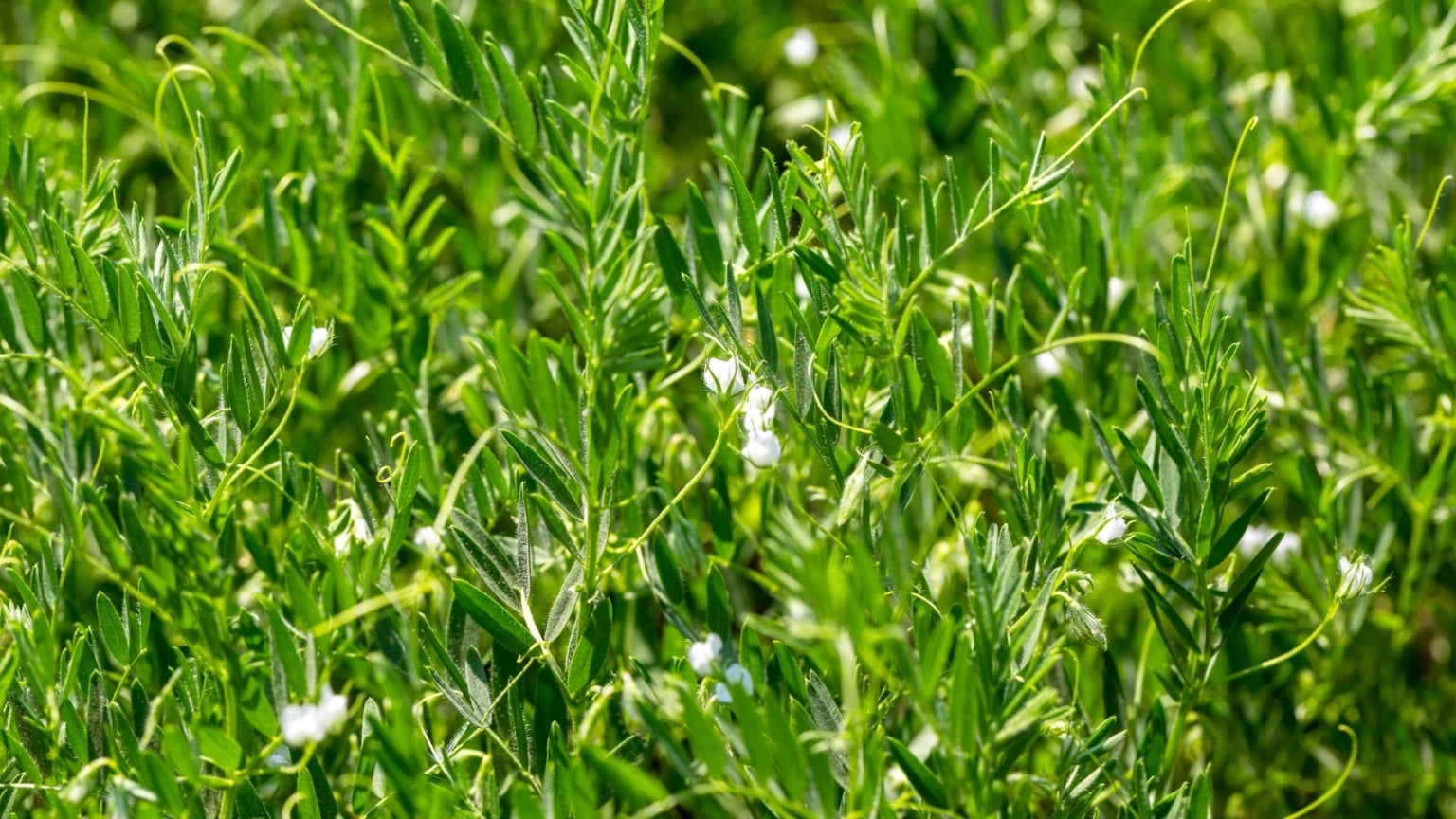 How to Plant, Grow, and Care for Lentils