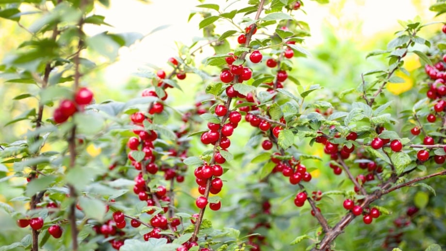 How to Plant, Grow, and Care for Nanking Cherry Bushes