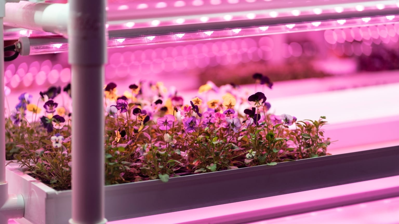 A Beginner's Guide to Grow Lights