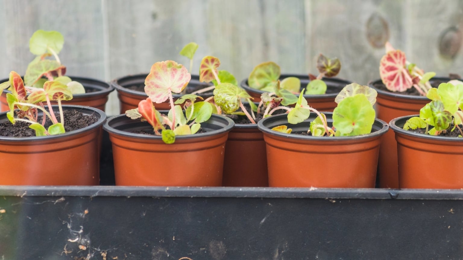 How to Plant, Grow, and Care for Tuberous Begonias