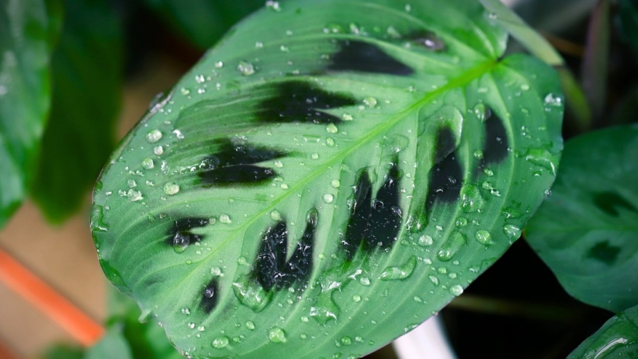 5 Prayer Plant Watering Tips For Healthy Growth