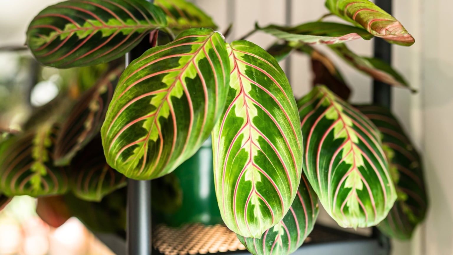 5 Prayer Plant Watering Tips For Healthy Growth