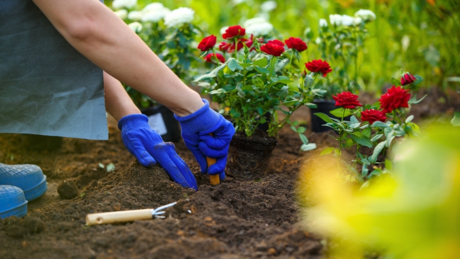 How to Prepare Your Garden Bed Soil for Planting Roses