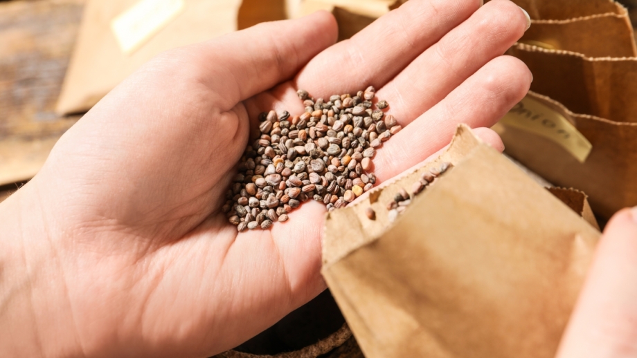 How to Find and Choose High-Quality Seeds: 13 Things to Look For