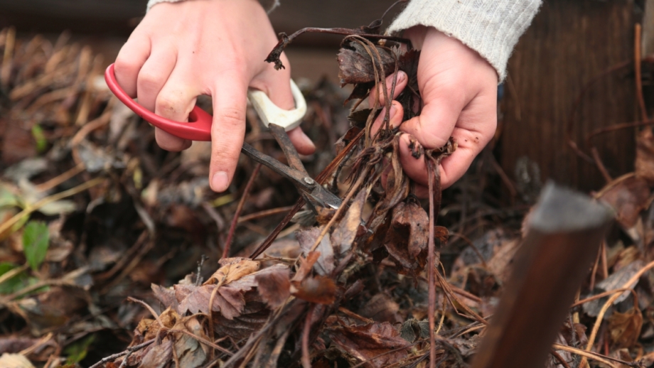 13 Tips to Prepare Your Soil Before Spring Planting