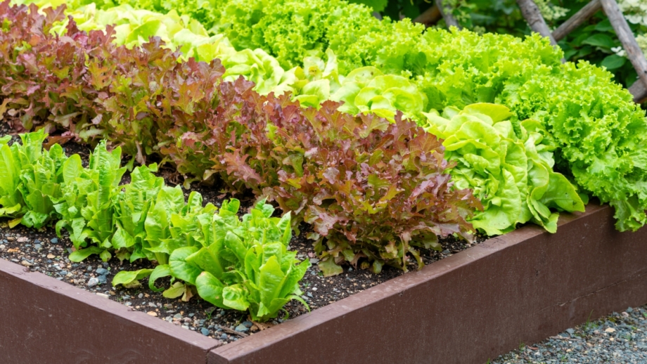 How to Start a Victory Garden in 9 Easy Steps