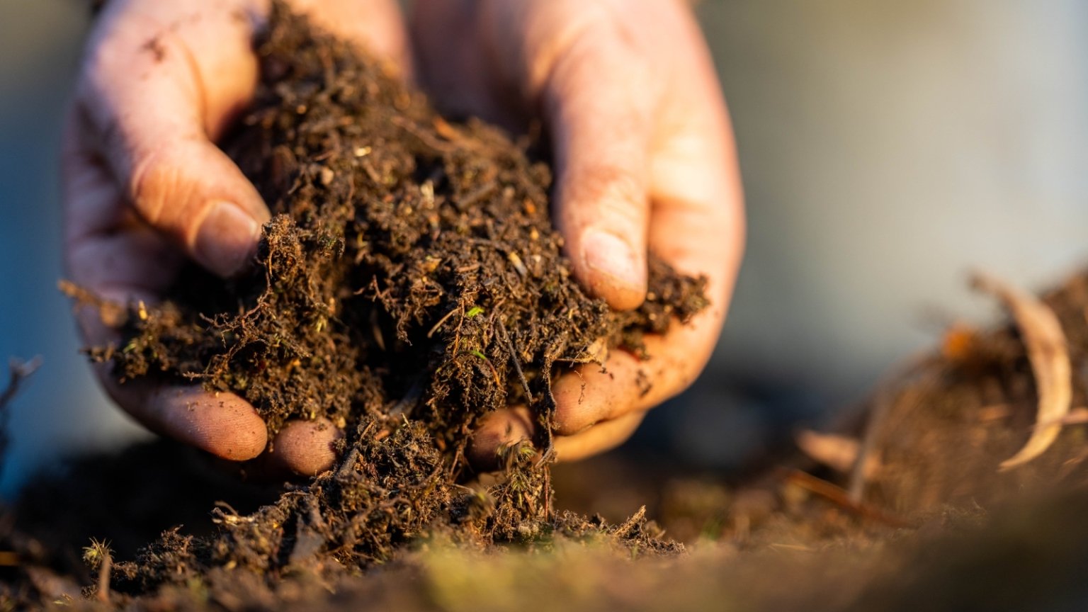 How to Tell If Your Compost is Ready To Use: 5 Expert Tips