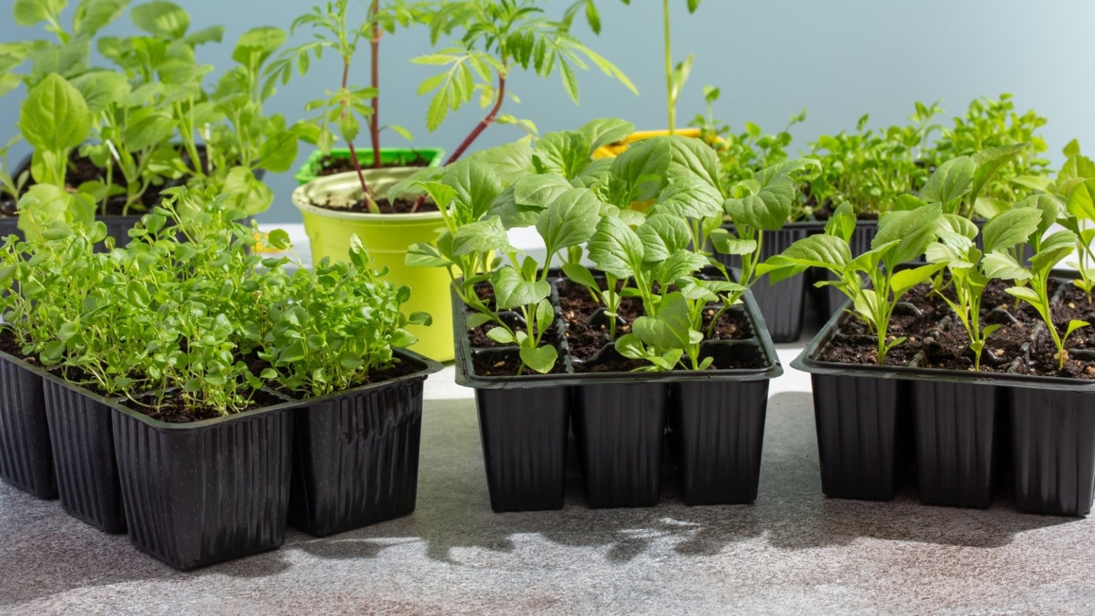 Should You Fertilize Seedlings? 5 Considerations and Tips