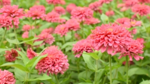 How to Grow Zinnias from Seed: A Beginner's Guide