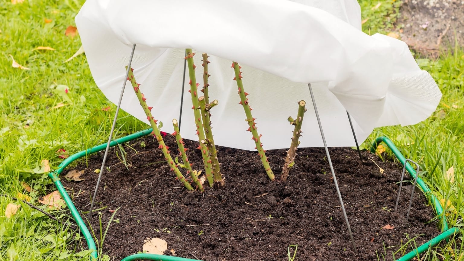 When and How to Remove Winter Protection From Your Roses