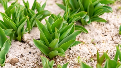 When and How to Fertilize Tulips for Bright Spring Blooms