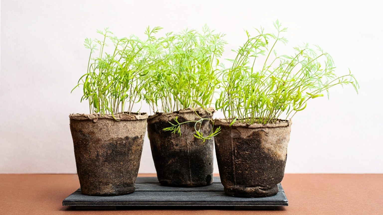 When and How to Start Dill Seeds Indoors