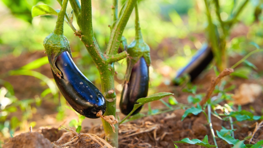 11 Survival Garden Crops to Grow from Seed in February