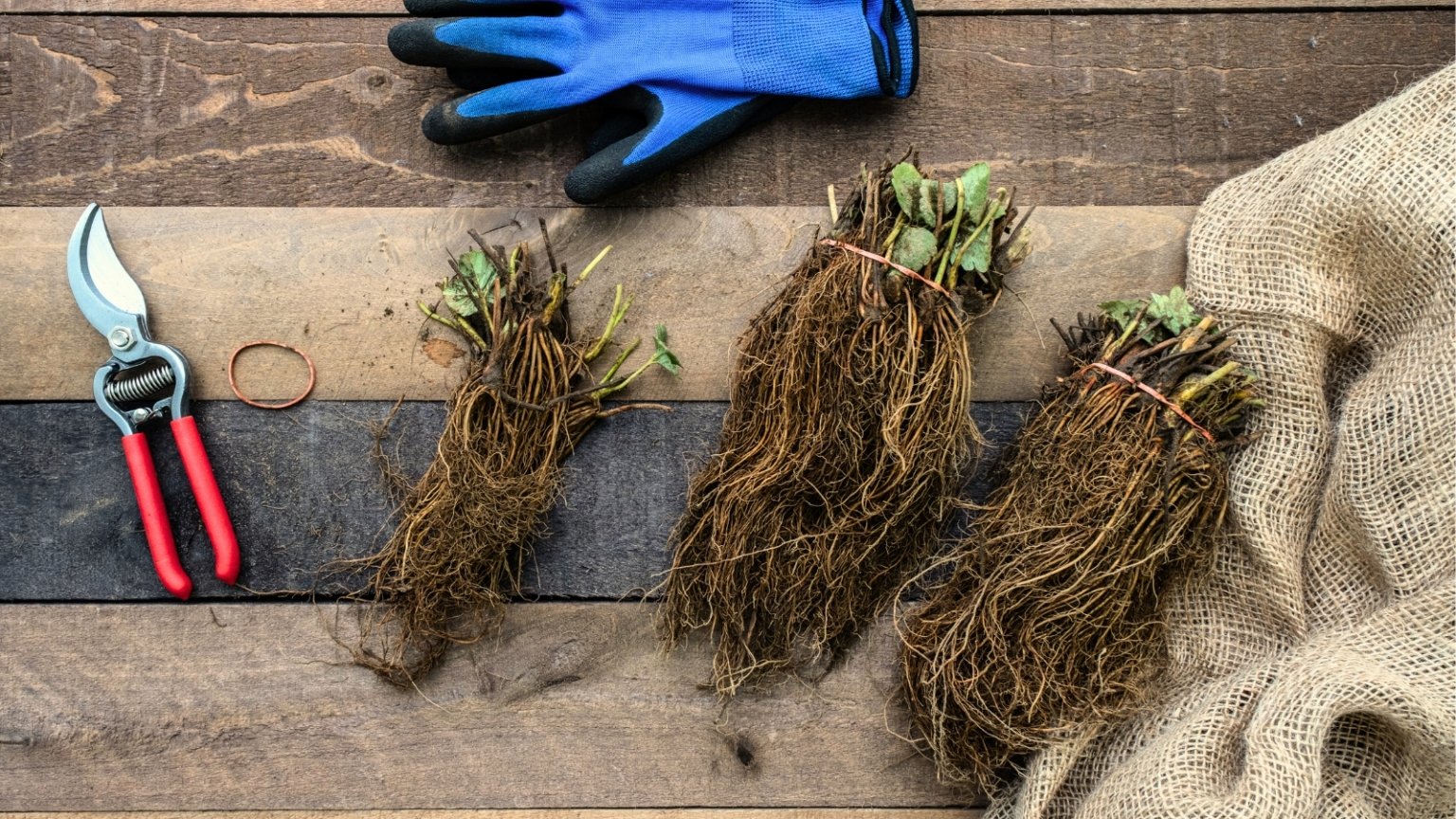 How to Take Care of Bare-Root Plants Until Planting Time