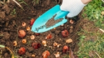 When and How to Fertilize Tulips for Bright Spring Blooms