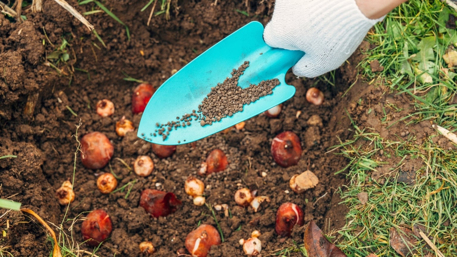When and How to Fertilize Tulips for Bright Spring Blooms