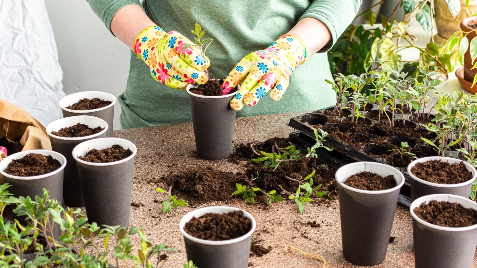 5 Signs It's Time to Repot Your Seedlings