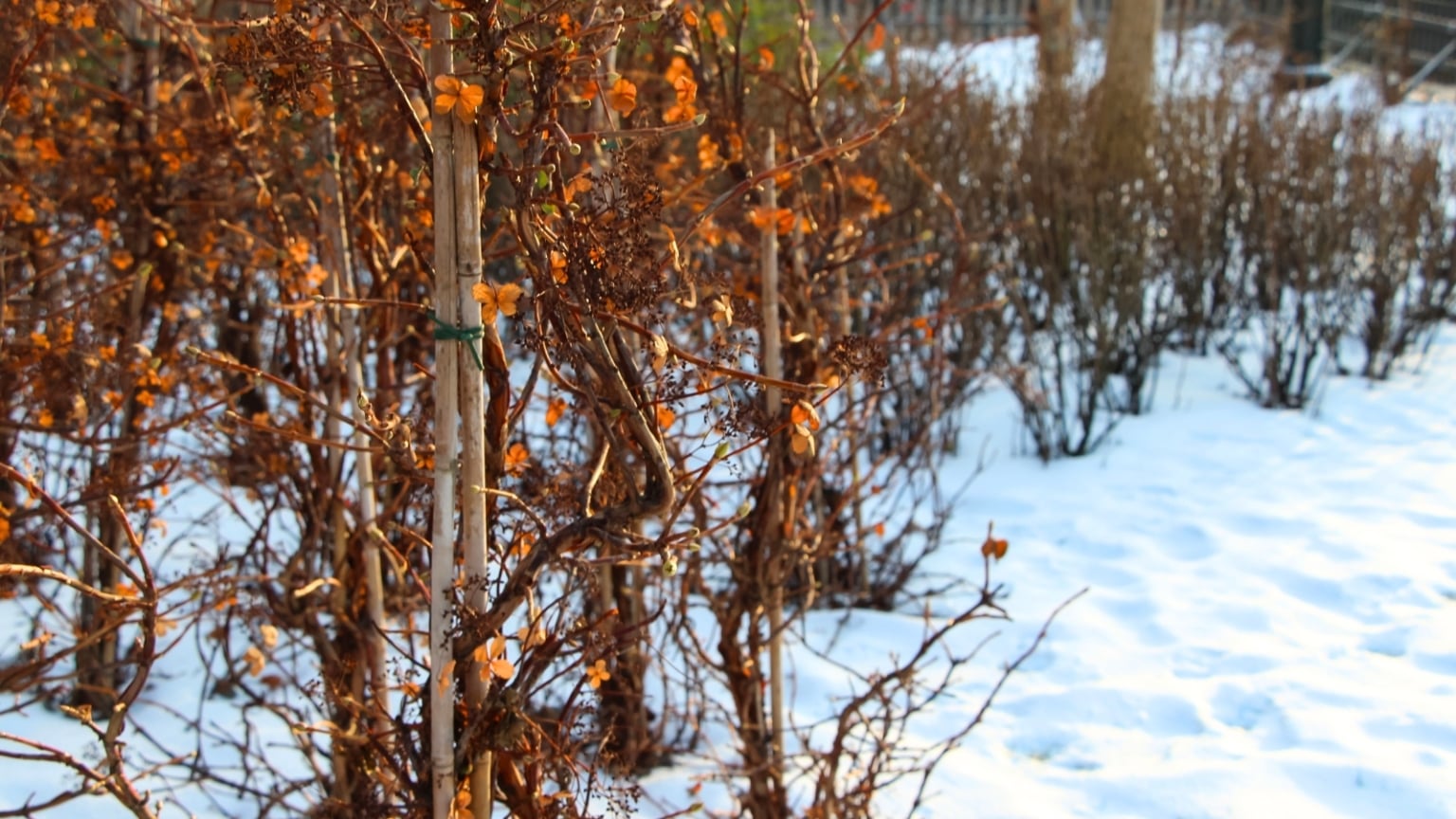 Fruit Tree Chill Hours: What Are They?