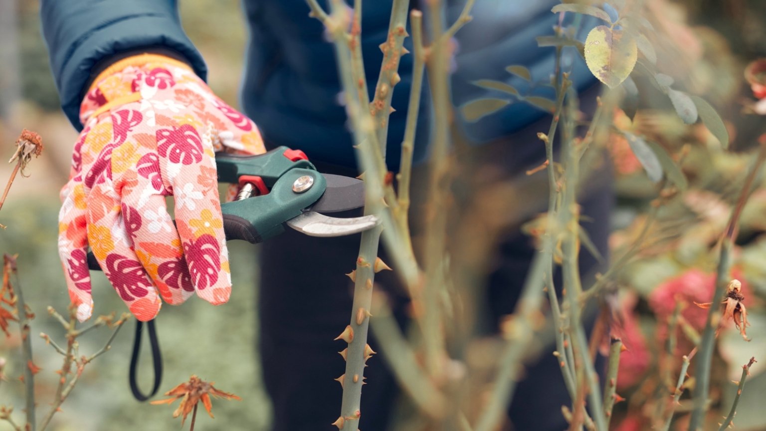 11 Trees and Shrubs You Should Prune in February