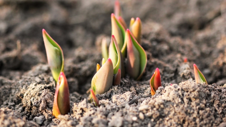 When and How to Fertilize Tulips for Bright Spring Blooms