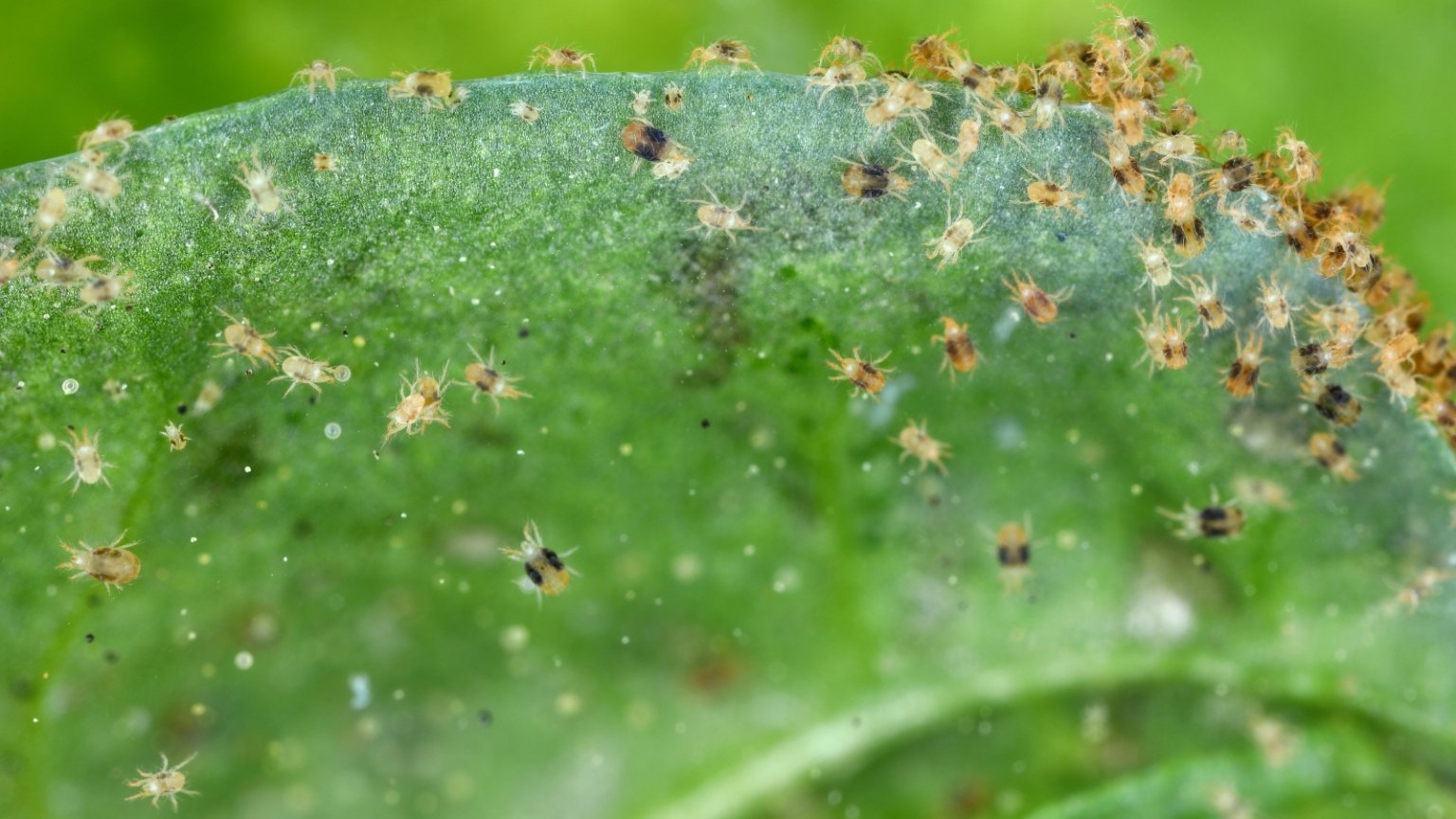 How to Plant, Grow, and Care For Hibiscus in Pots and Containers