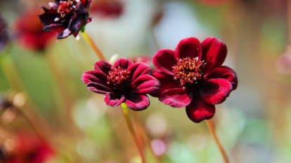 15 Rare and Unusual Plants to Start from Seed in February