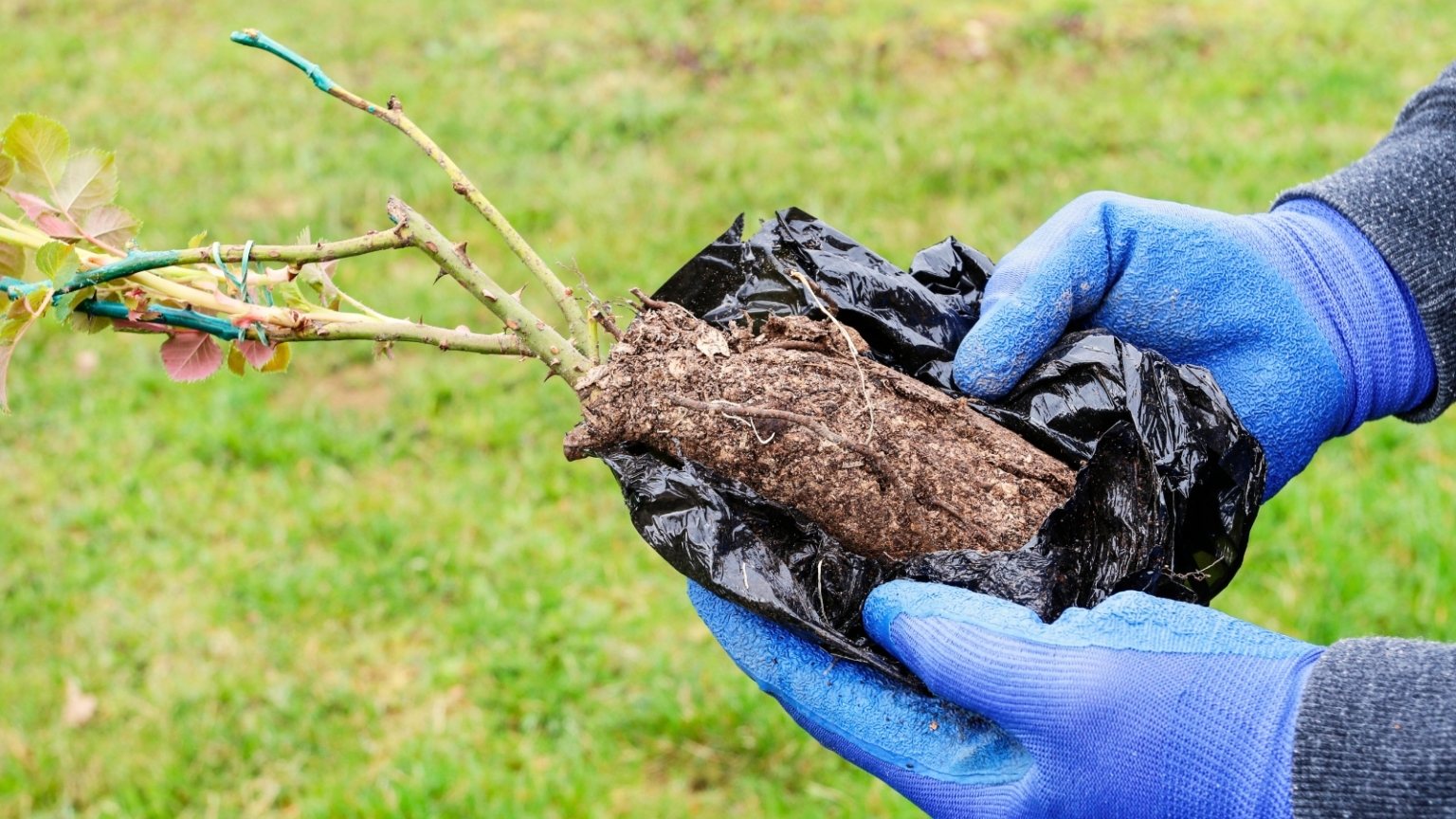 When and How to Soak Bare Root Roses