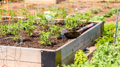 How to Start a Victory Garden in 9 Easy Steps