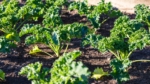 13 Vegetables to Plant in February
