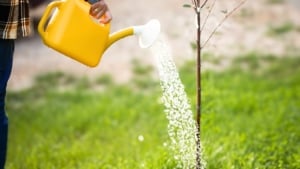 When and How Much to Water Newly-Planted Trees: 5 Watering Tips