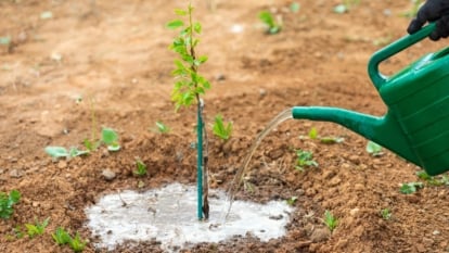 How to Plant, Grow, and Care for Bosc Pear Trees