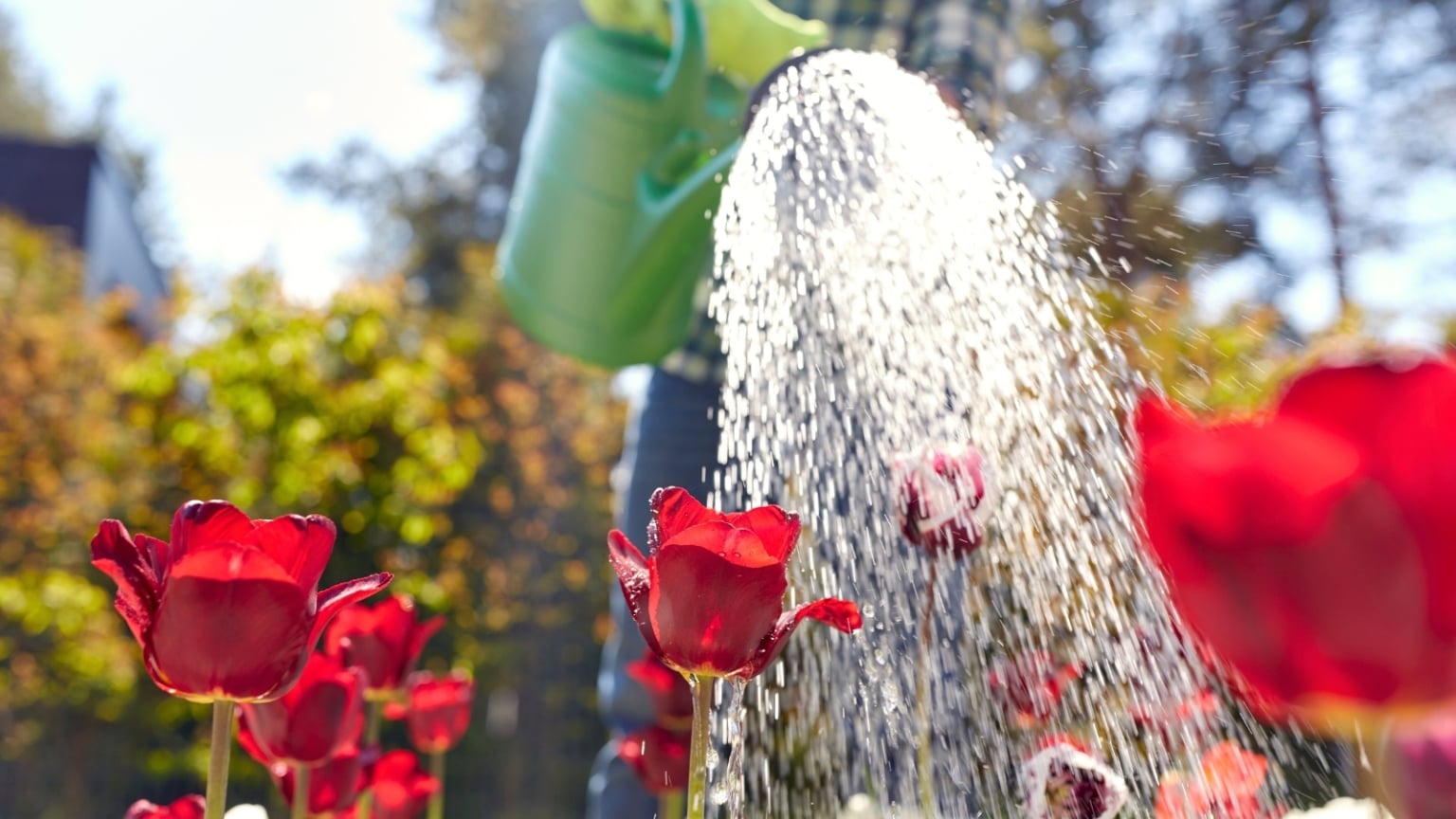 When and How to Fertilize Tulips for Bright Spring Blooms