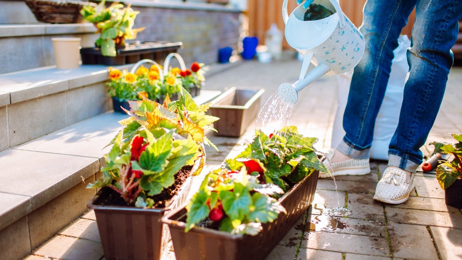 How to Plant, Grow, and Care for Tuberous Begonias