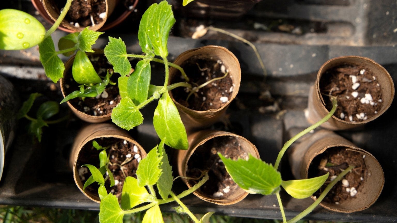 5 Signs It's Time to Repot Your Seedlings