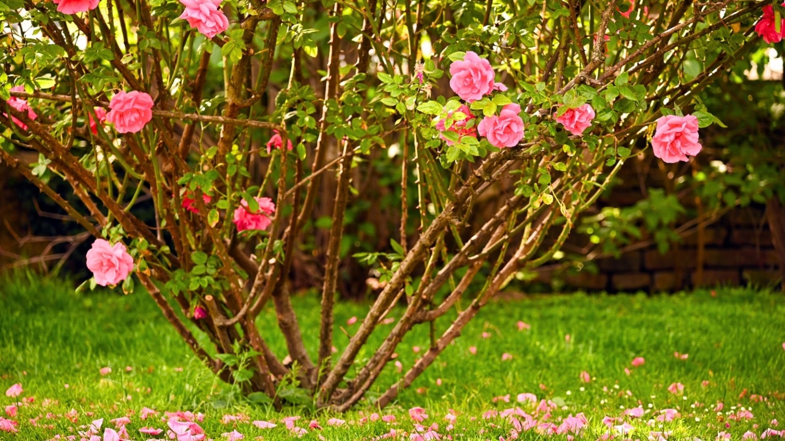 Bare-Root Rose Growth: When Will They Bloom?