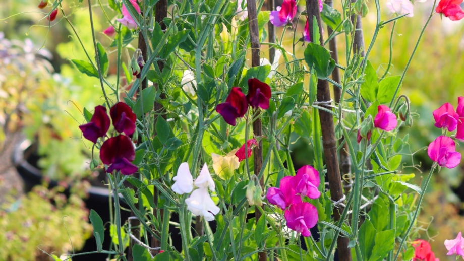 What To Do With Sweet Peas