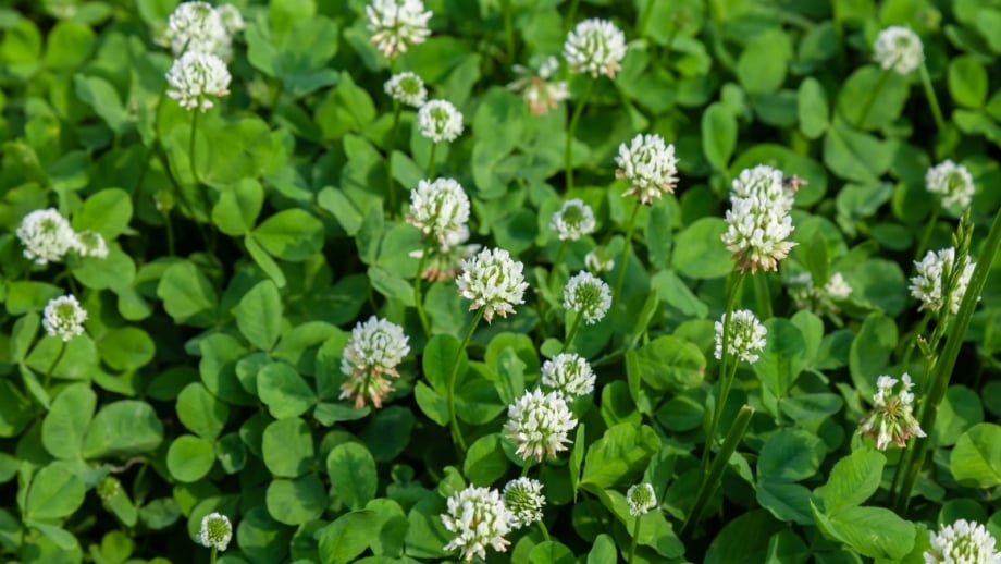 13 Tips to Prepare Your Soil Before Spring Planting