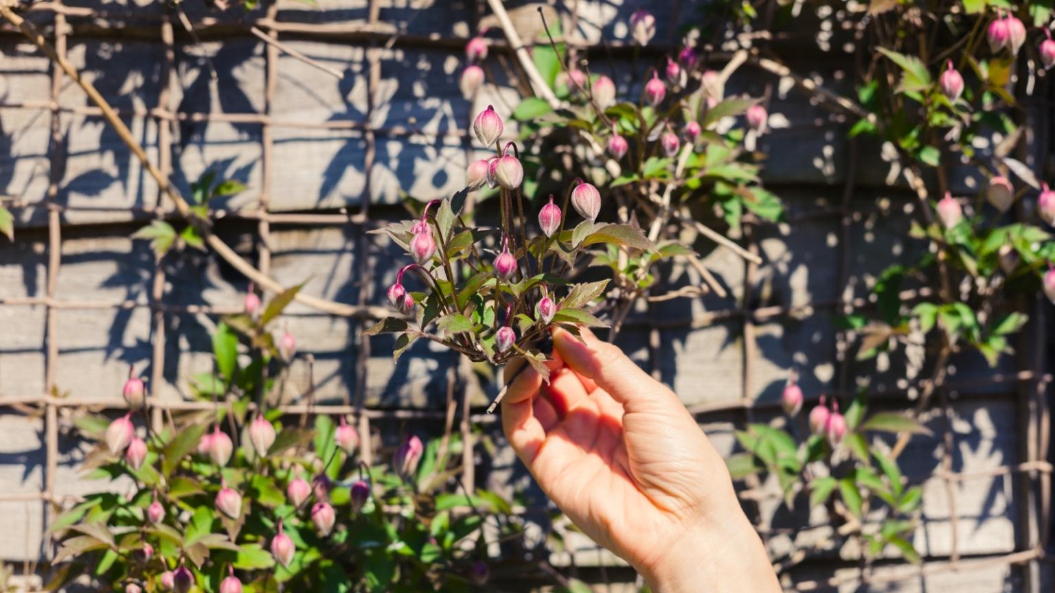 How to Prune Clematis Vines: 7 Pro Tips
