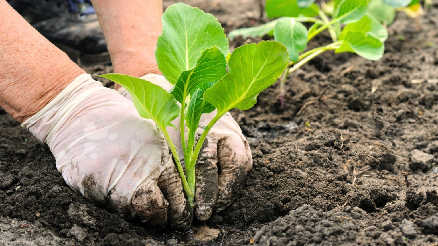 11 Underrated Crops You Should Plant In March