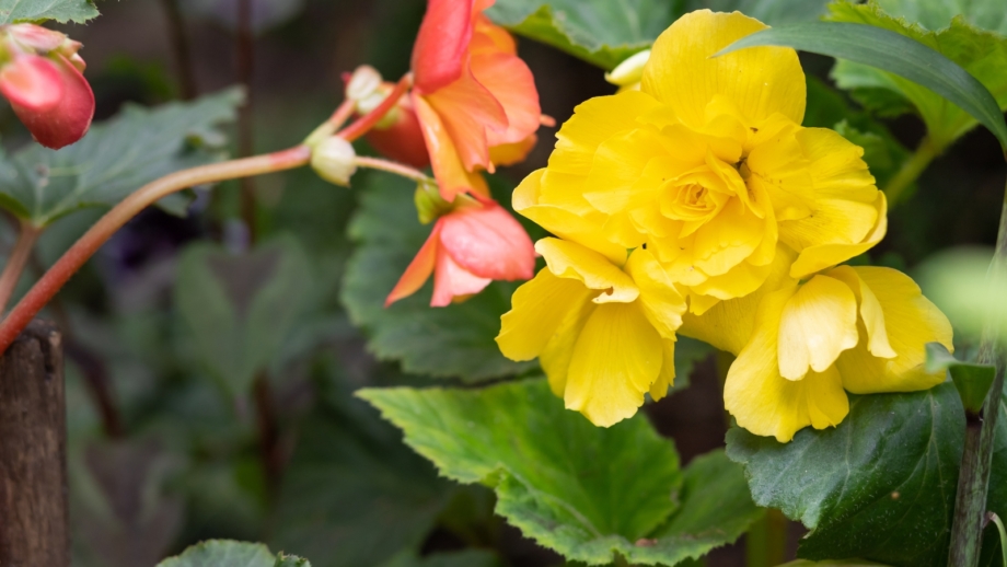 How to Plant, Grow, and Care for Tuberous Begonias